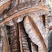 Tetrapleura Tetraptera /prekese / Aidan Tree.-1000g/1kg - Etsy
