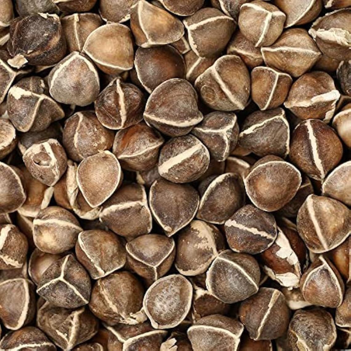 Moringa Oleifera /drum Stick Seeds - 1000g/1kg - Etsy