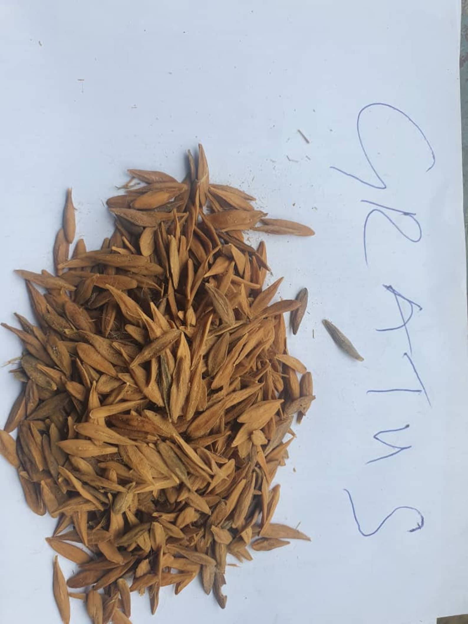 Strophanthus /gratus/gratis/climbing Oleander/seeds-grains - Etsy