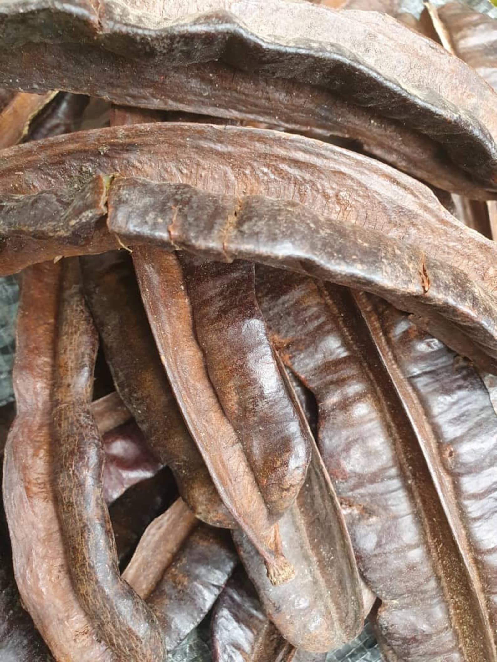 Tetrapleura Tetraptera /prekese / Aidan Tree.-1000g/1kg - Etsy