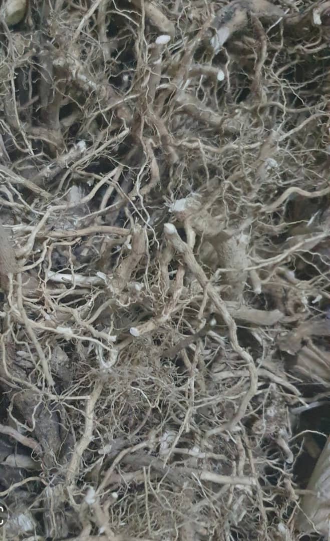 Sida Acuta/common Wireweed/ Roots (cuttings) - Etsy