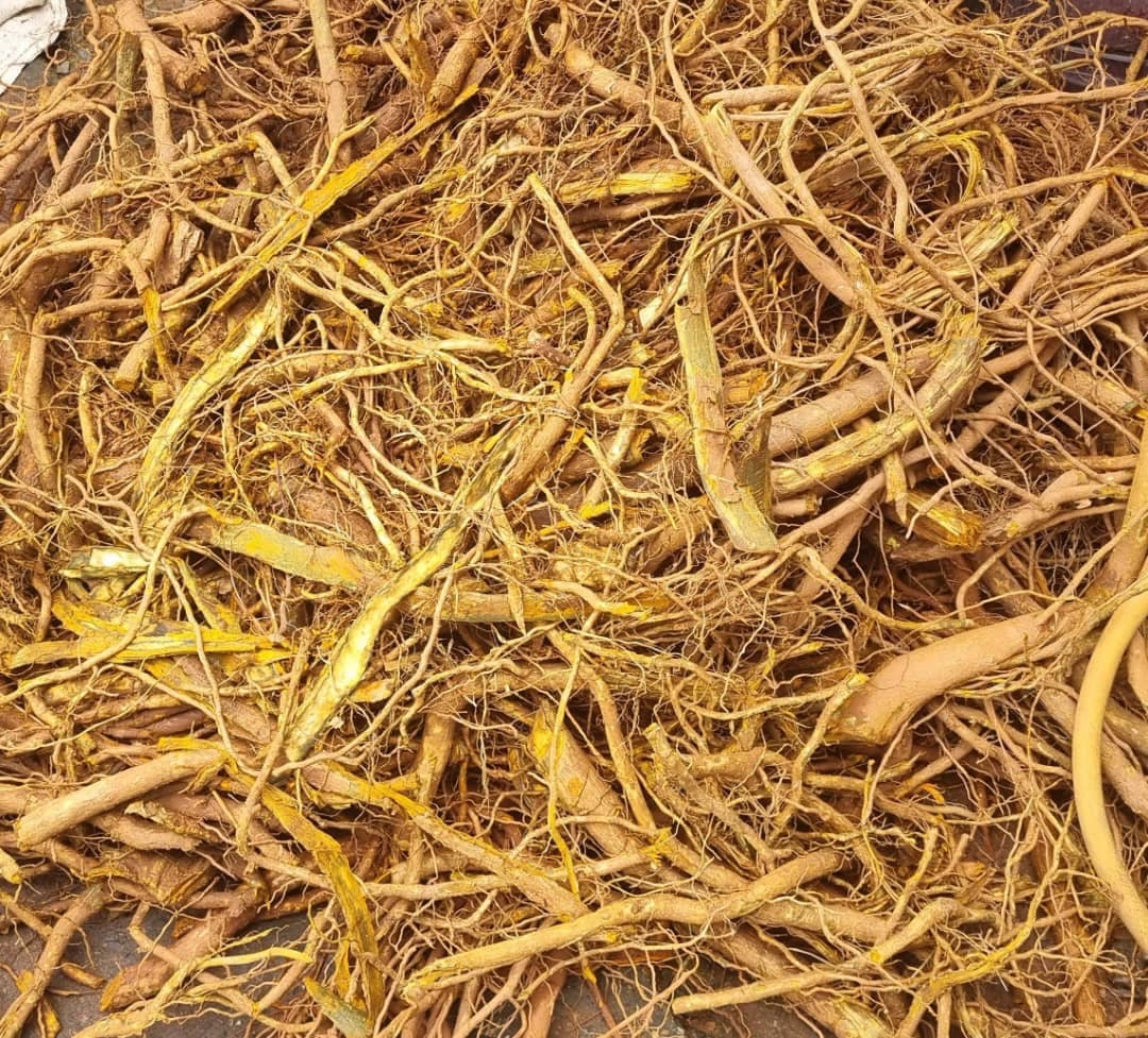 Nauclea Latifolia / African Peach Roots Bark - 1000g/1kg - Etsy