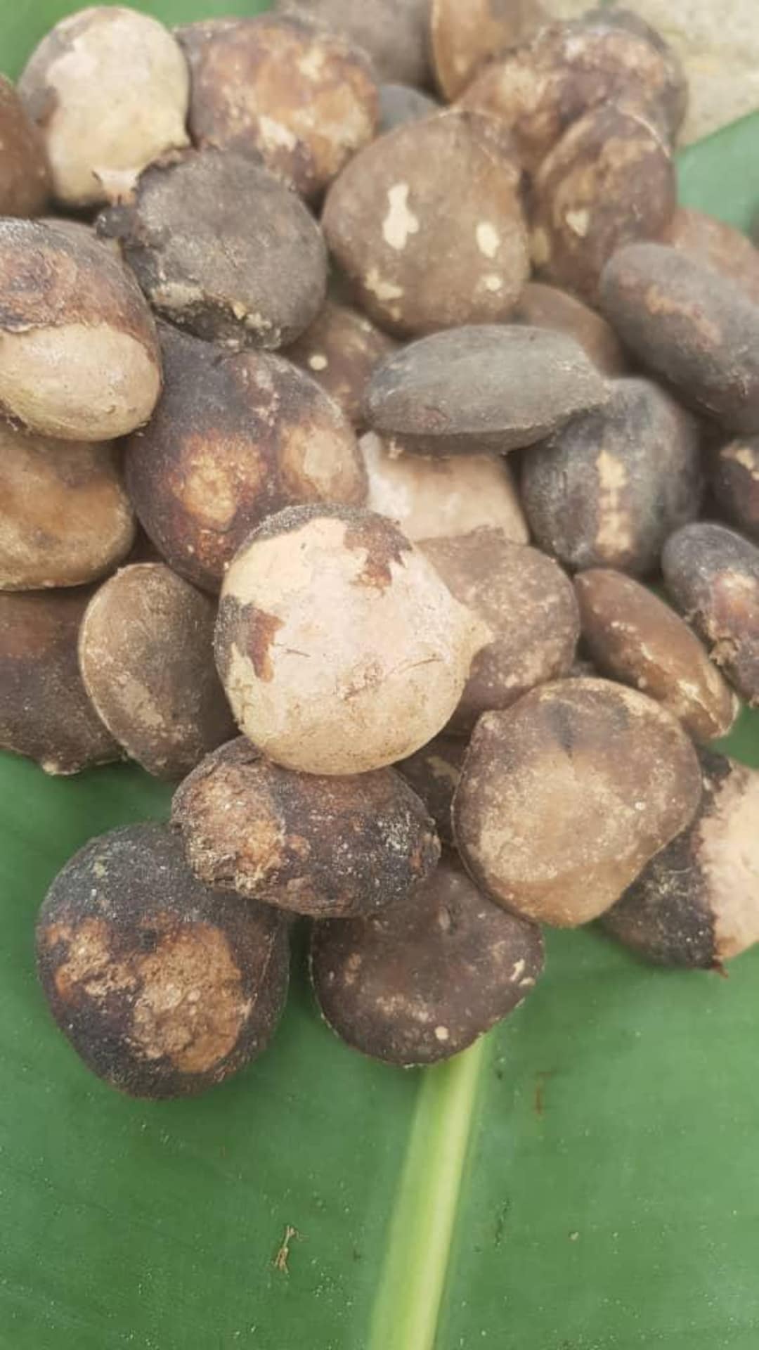 Telfairia Occidentalis/fluted Gourd/fluted Pumpkin/ugu/okongobong/seeds ...