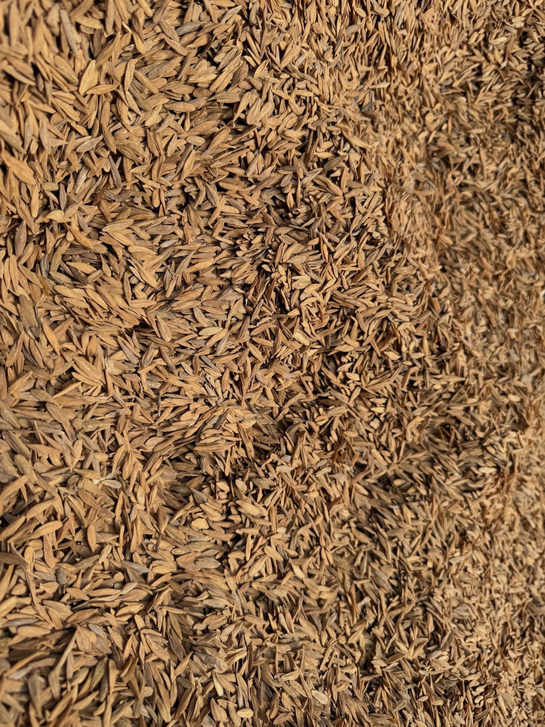 Strophanthus /gratus/gratis/climbing Oleander/seeds-grains - Etsy