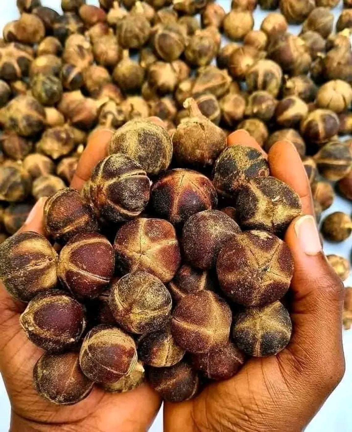 Thespesia Garckeana/snot Apple/wild Hibiscus/african Chewing Gum/goron ...