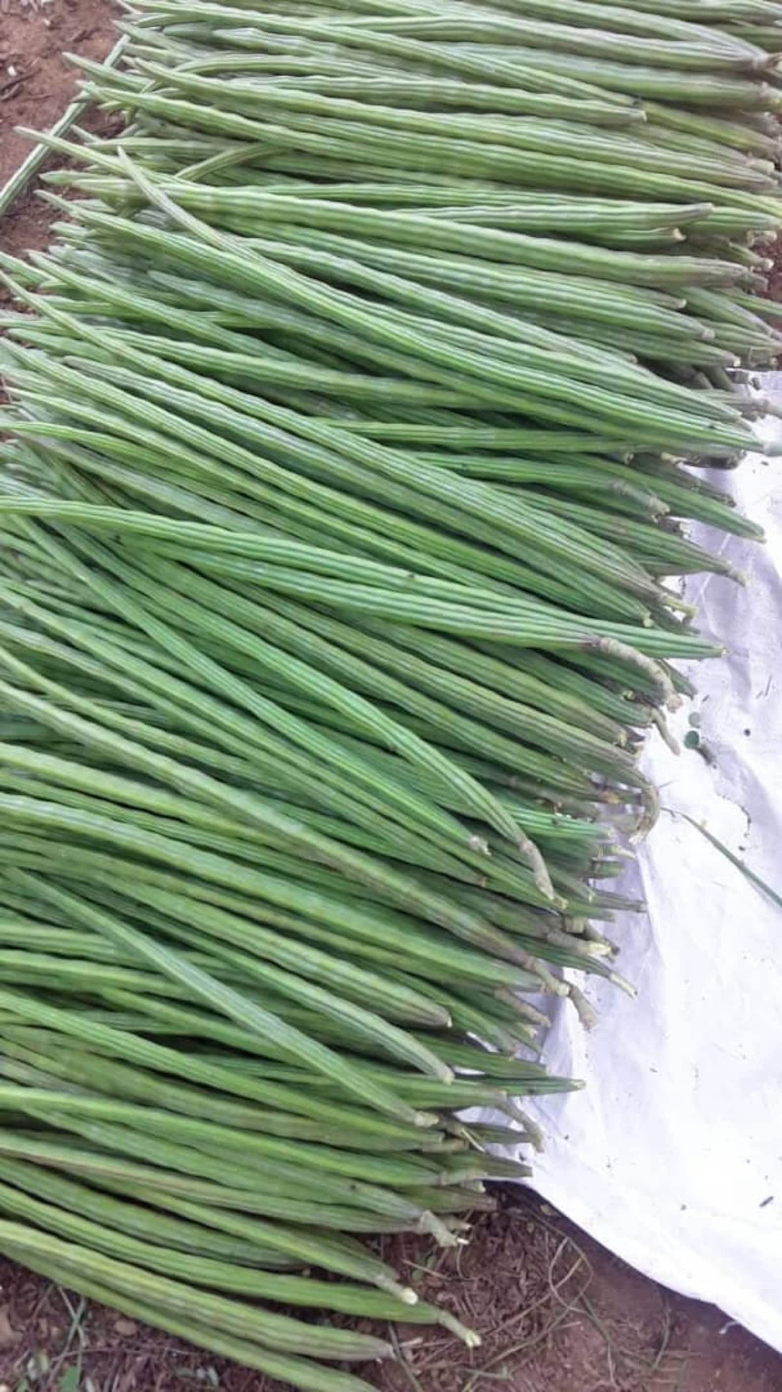 Moringa Oleifera /drum Stick Seeds - 1000g/1kg - Etsy