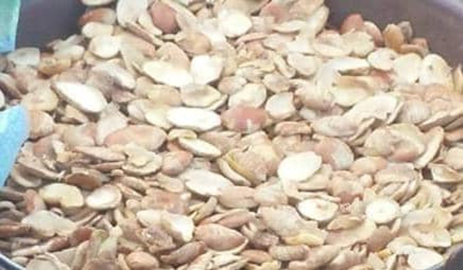 Irvingia Gabonensis/african Mango/ Bush Mango /seeds/ Kernels - Etsy
