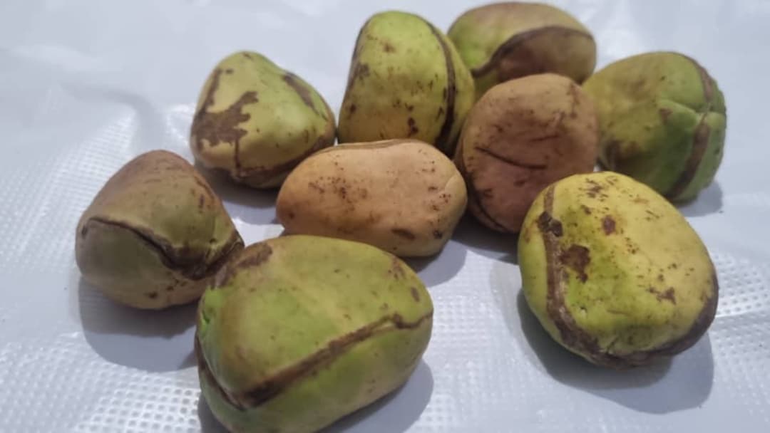 Kolanut/kola Nitida/kola Acuminata/cola Nitida/cola Acuminata/ Nuts ...