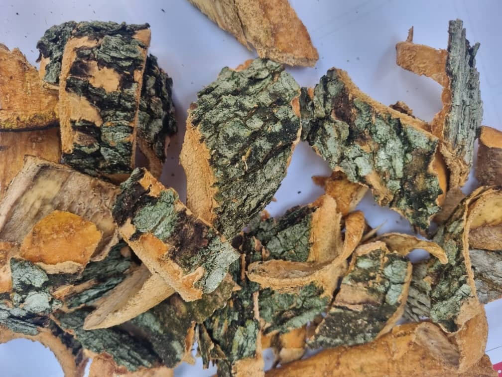 Alstonia Boonei /god's Tree /cheese Wood/alstonia /ekuk/ Bark -powder ...