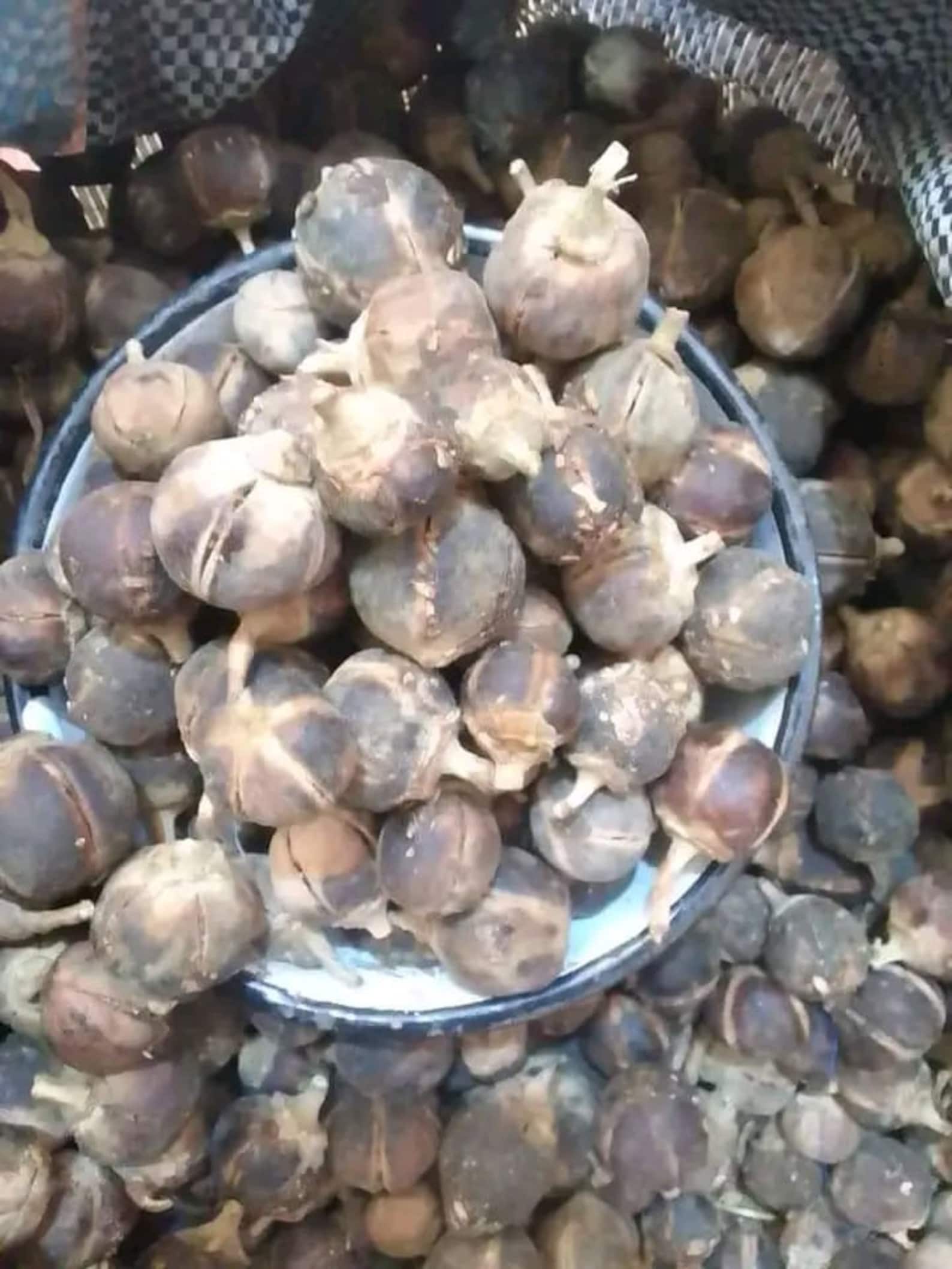 Thespesia Garckeana/snot Apple/wild Hibiscus/african Chewing Gum/goron ...