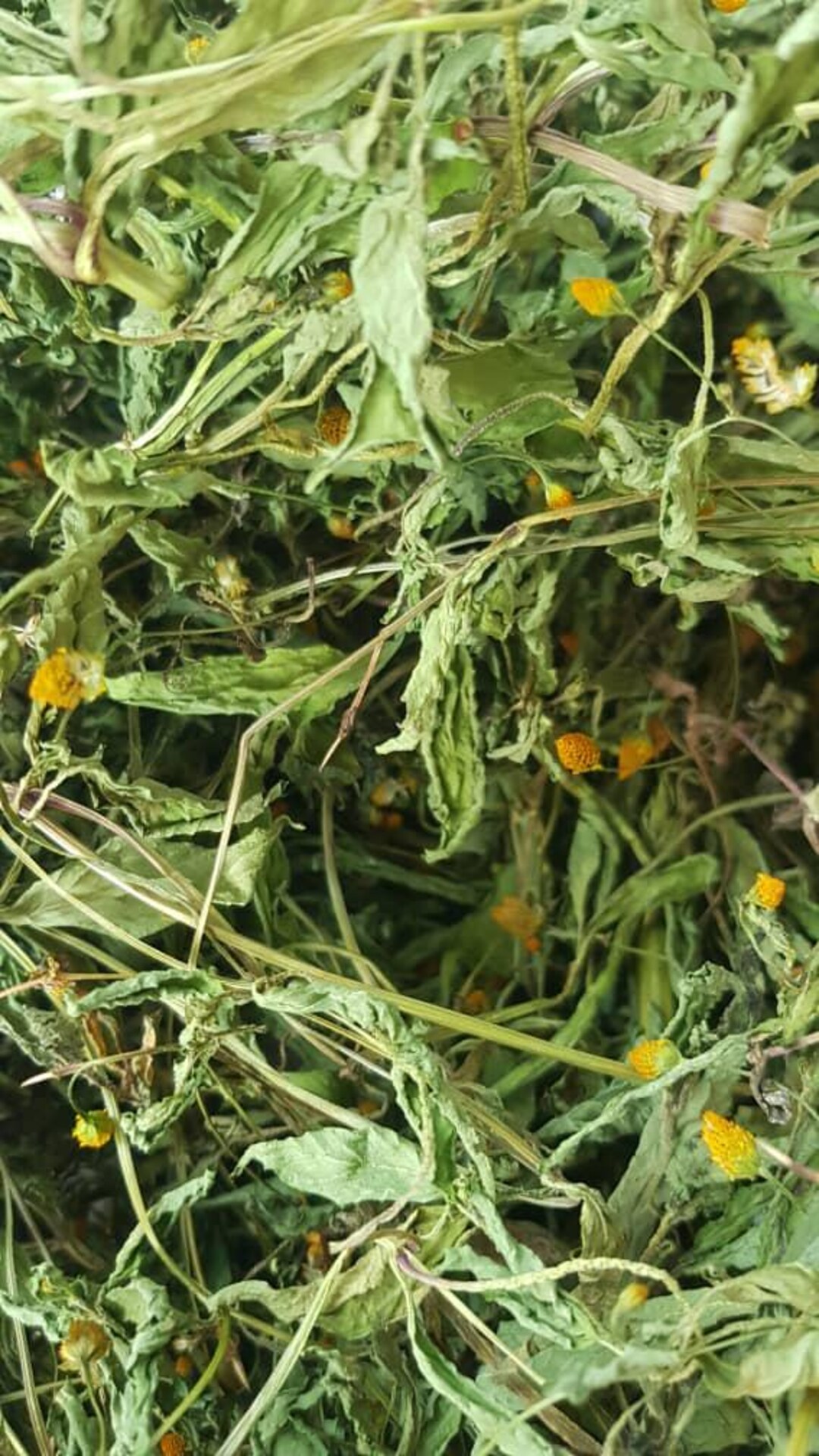 Szechuan Buttons Herb: Acmella Oleracea Toothache Plant - Etsy