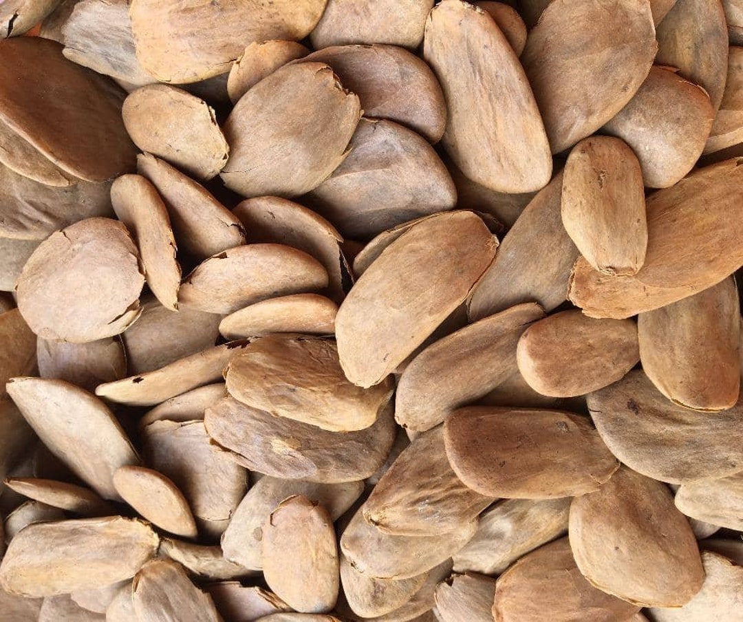 Picralima Nitida/akuamma /seeds/powder - Etsy