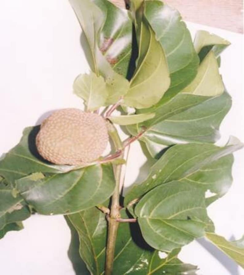 Nauclea Latifolia / African Peach Leaves-dried 1000g/1kg - Etsy