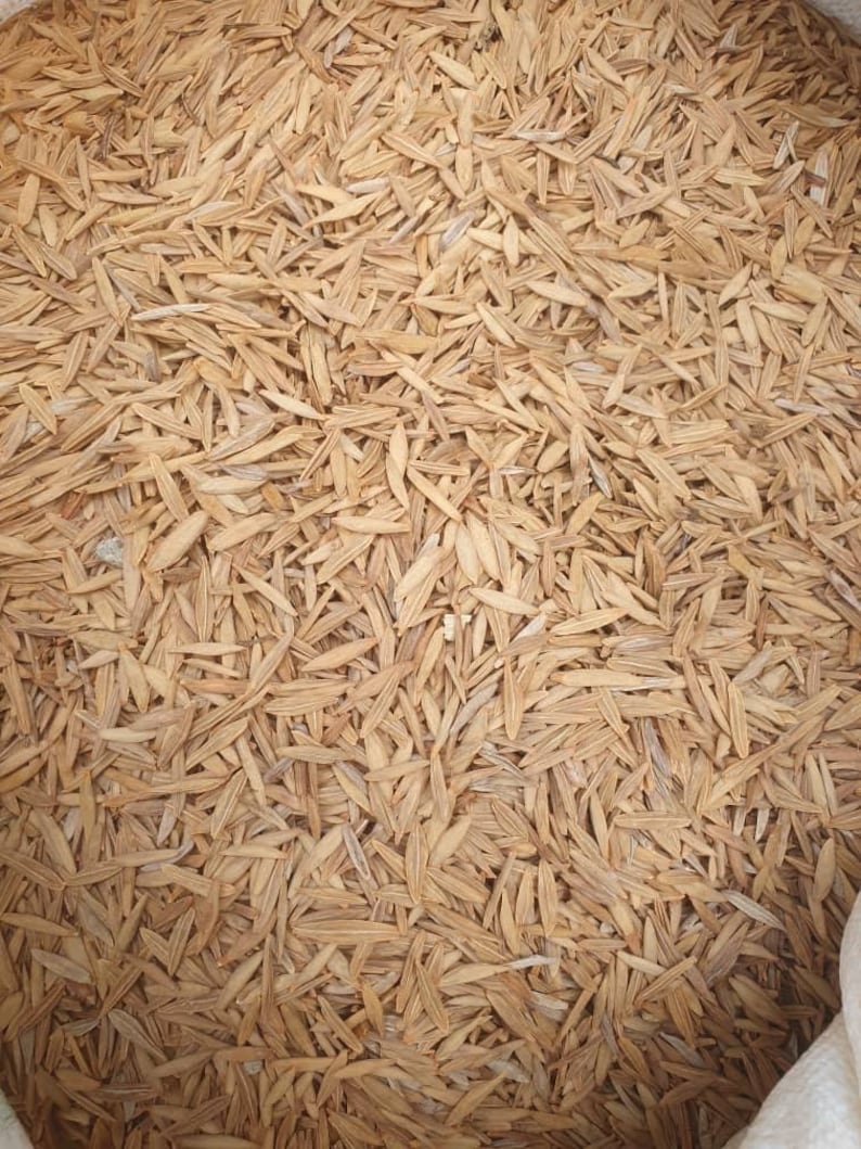 Strophanthus /gratus/gratis/climbing Oleander/seeds-grains - Etsy