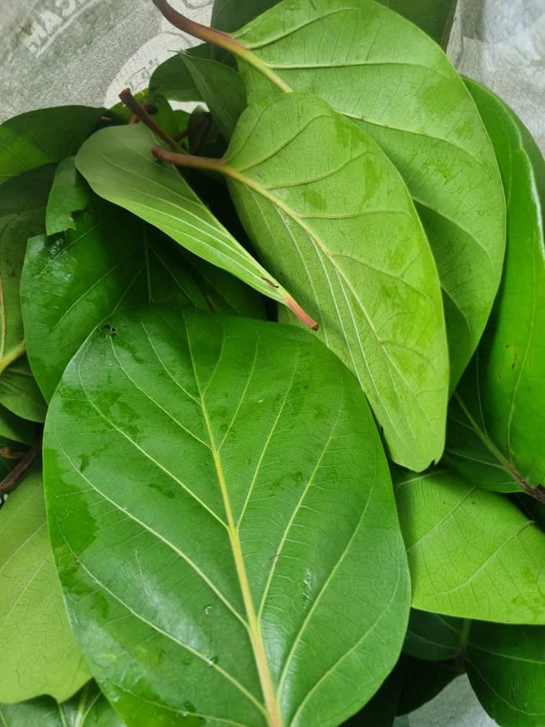 Nauclea Latifolia / African Peach Leaves-dried 1000g/1kg - Etsy