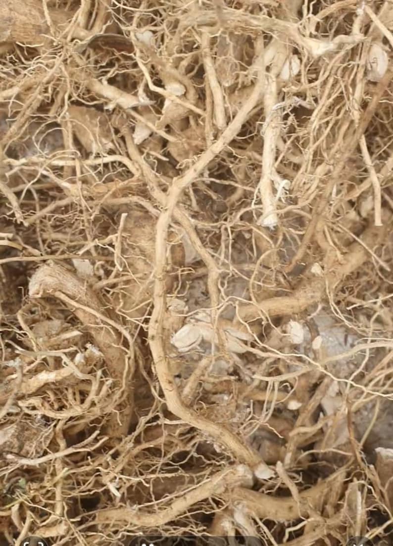 Sida Acuta/common Wireweed/ Roots (cuttings) - Etsy