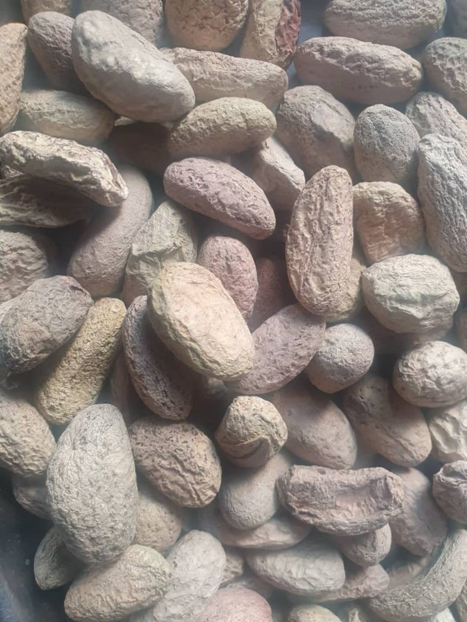 Garcinia Kola /bitter Cola - 1000g/1kg - Etsy