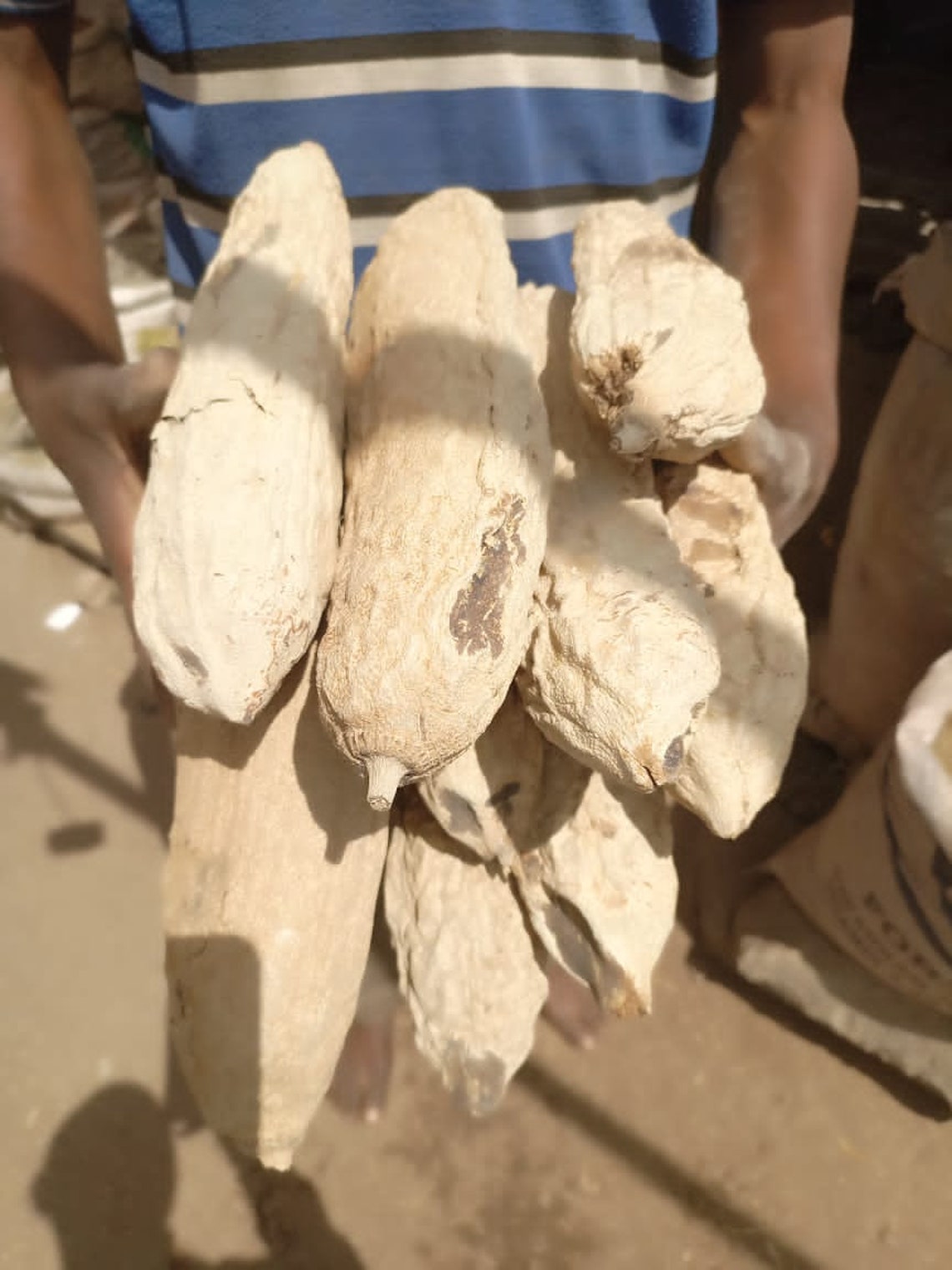 Kigelia Africana/sausage Tree Fruit Powder 1000g/1kg - Etsy