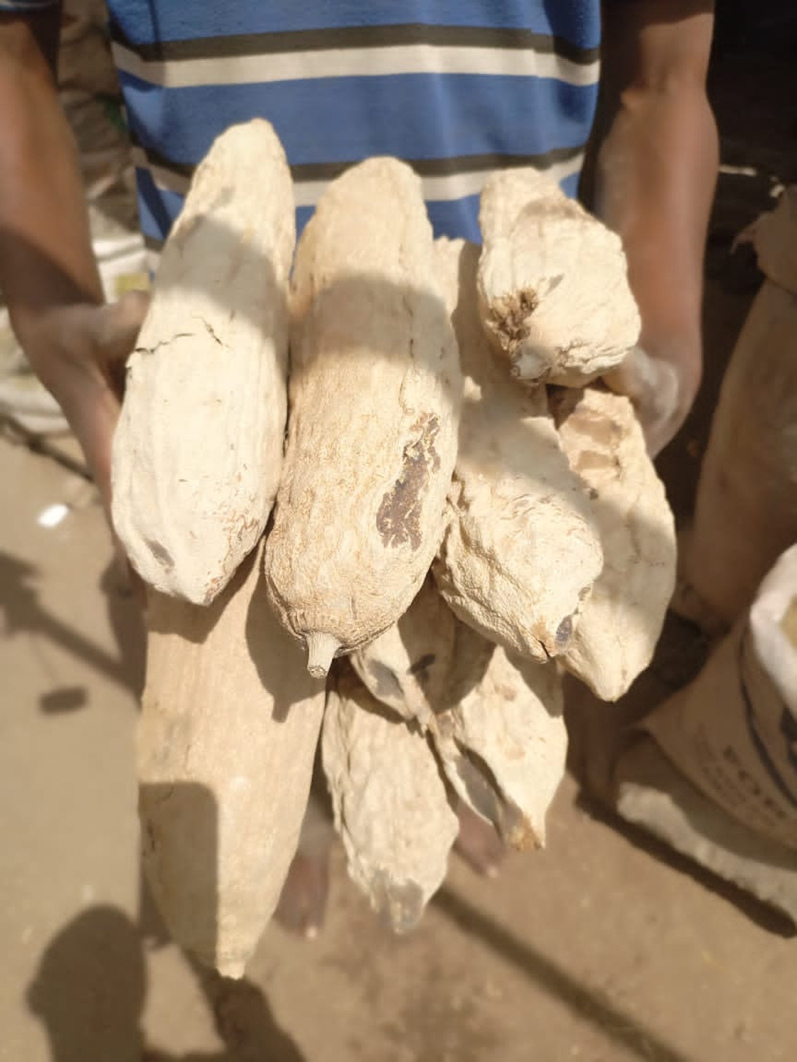 Kigelia Africana/sausage Tree Fruit Powder 1000g/1kg - Etsy