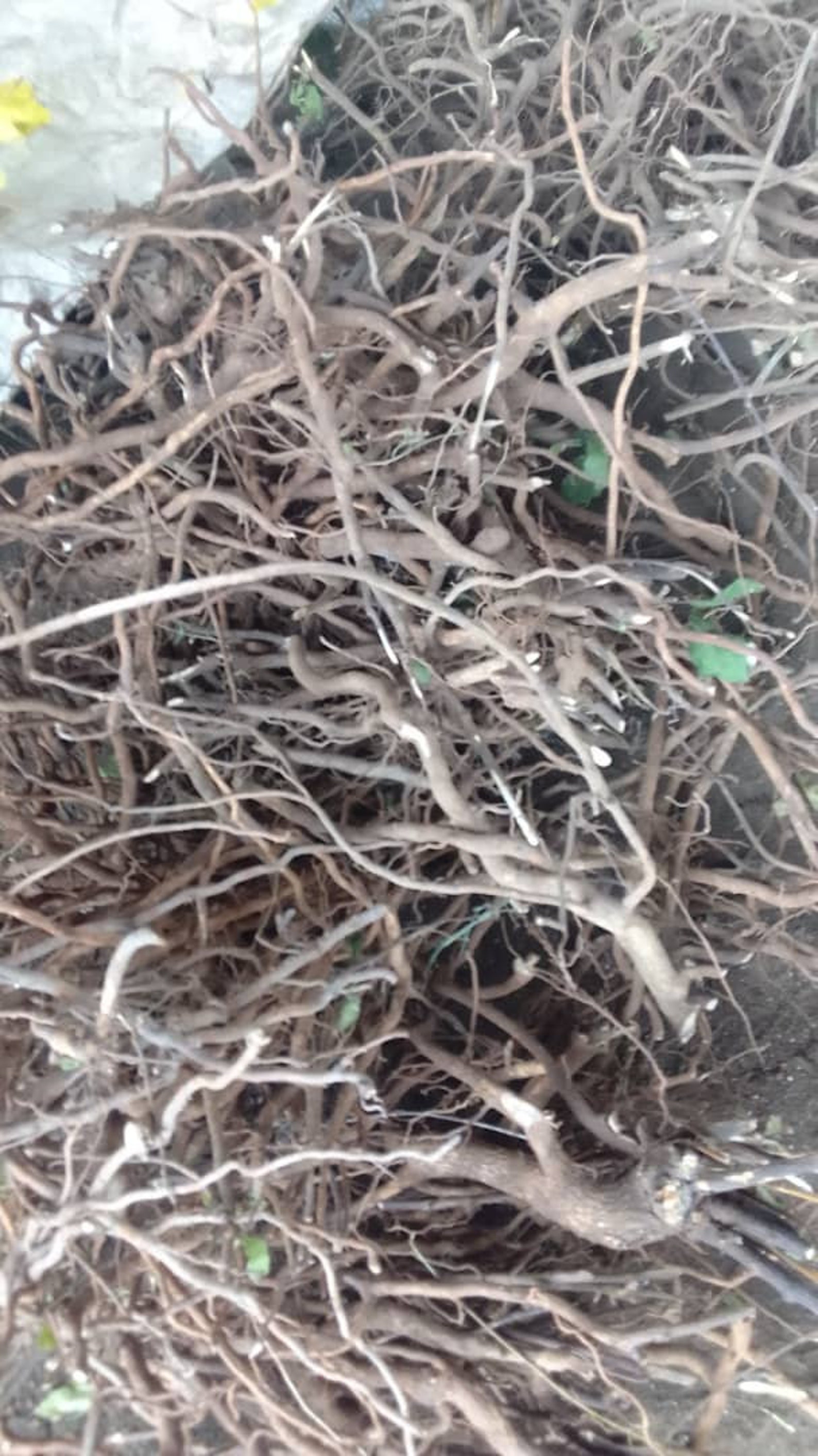 Turraea Heterophylla / Gouro Roots - 1000g/1kg - Etsy