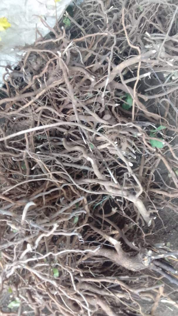 Turraea Heterophylla / Gouro Roots - 1000g/1kg - Etsy