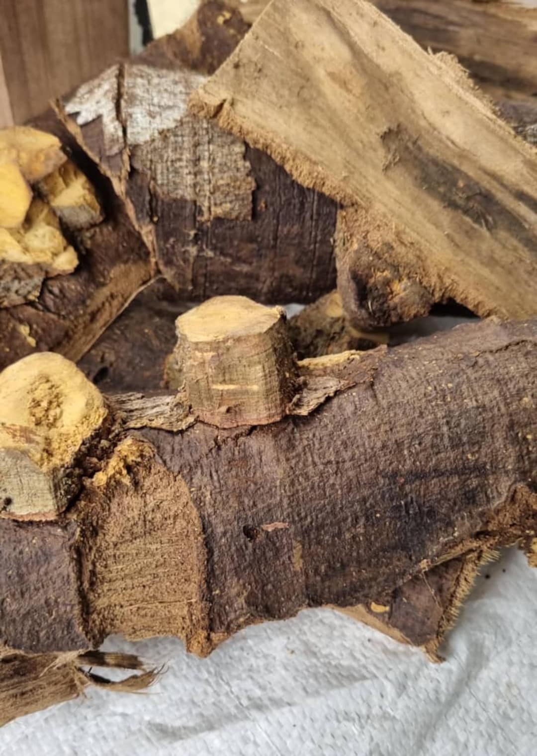 Fagara Zanthoxyloides/prickly Ash/ Toothache/bark/powder - Etsy