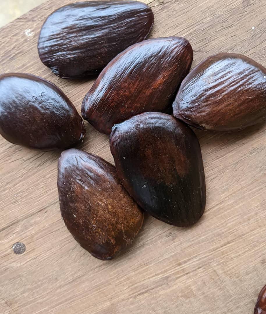 Pentaclethra Macrophylla/african Oil Bean 1000g/1kg - Etsy