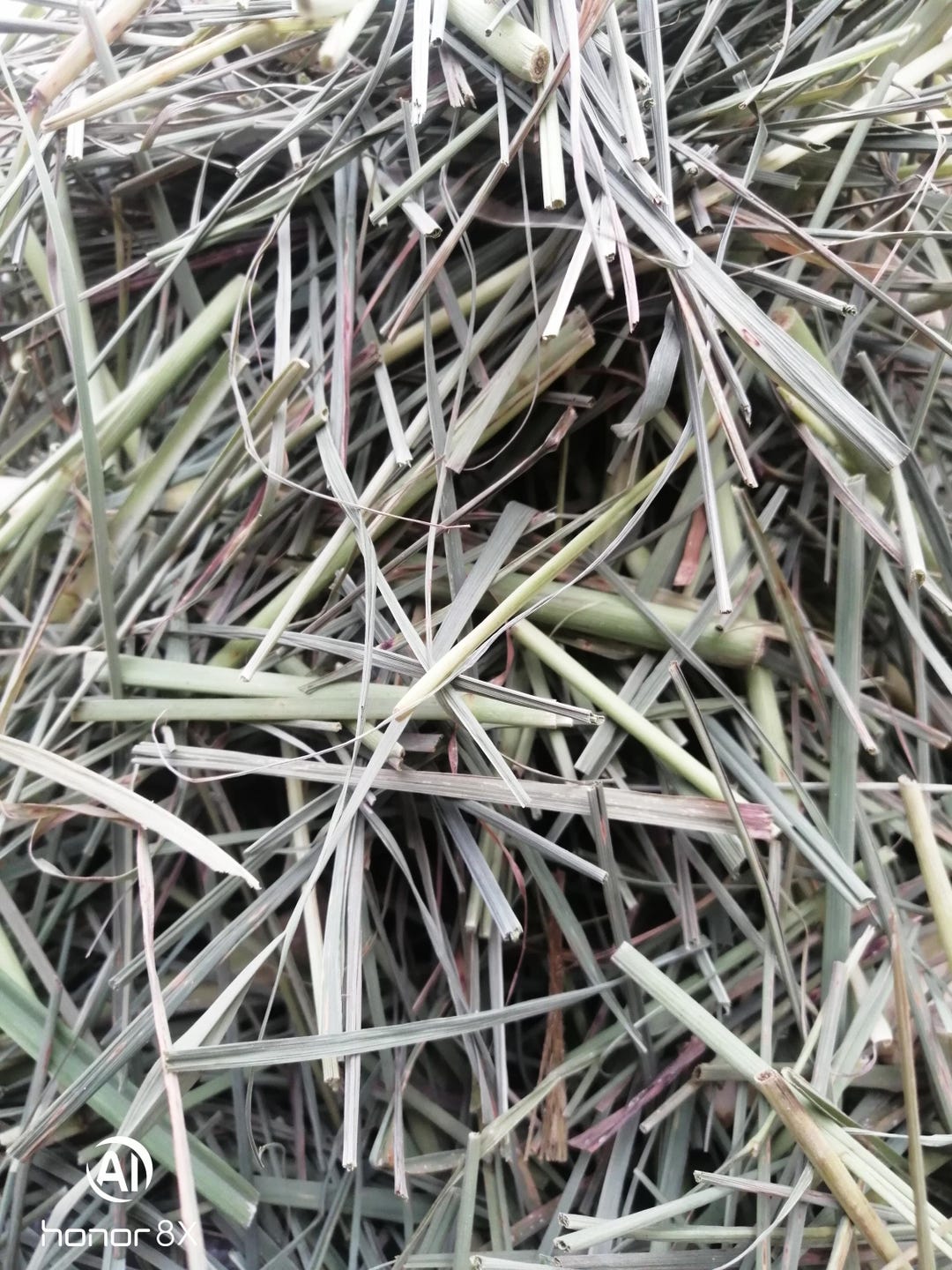 Lemongrass/cymbopogon/fever Grass /leaves-stems - 1000g/1kg - Etsy