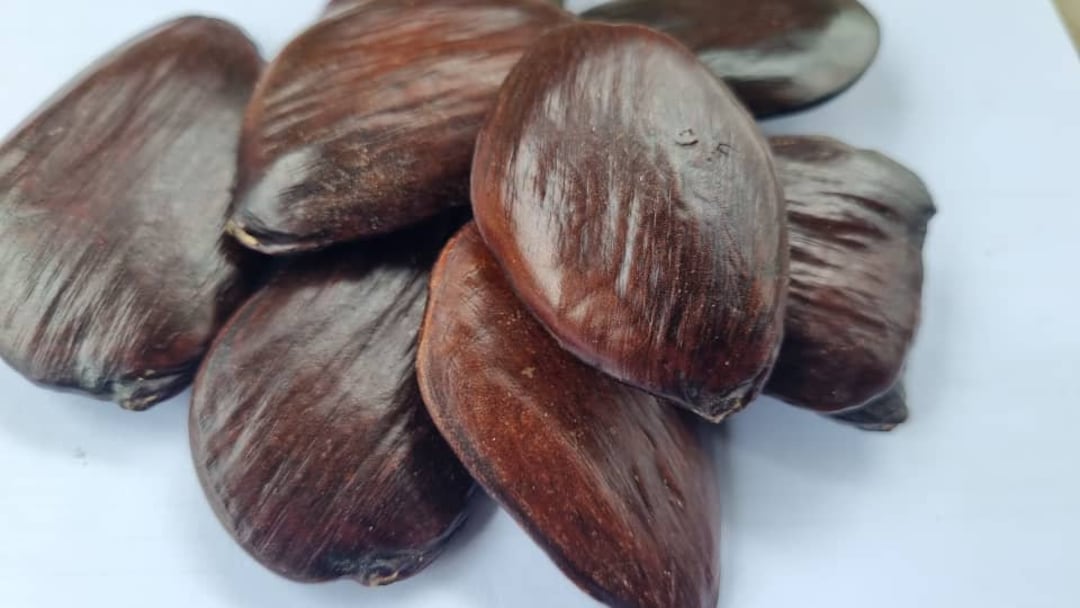 Pentaclethra Macrophylla/african Oil Bean - Etsy