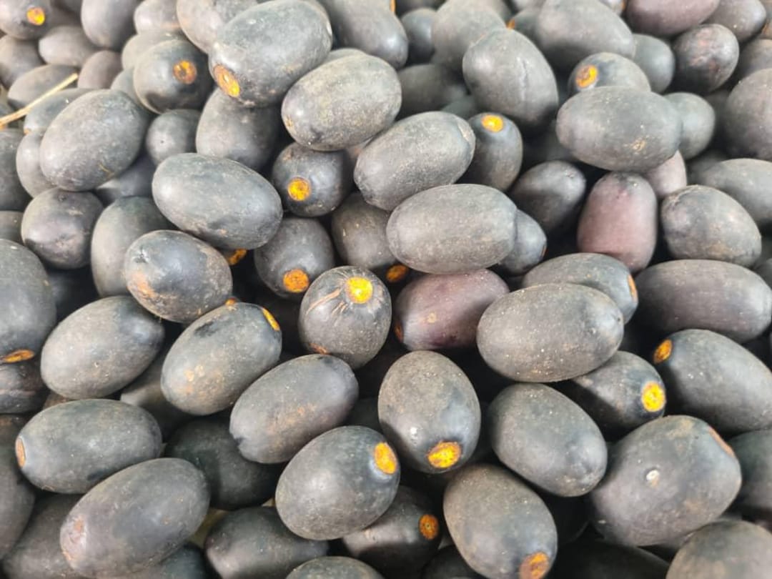 Canarium Schweinfurthii/african Elemi/african Olive/ Fruit/seeds - Etsy