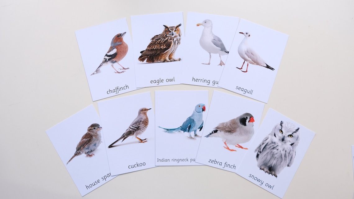 Bird Flashcards • Montessori Flashcards • Vocabulary • Nomenclature ...