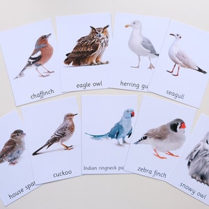 Bird Flashcards • Montessori Flashcards • Vocabulary • Nomenclature ...