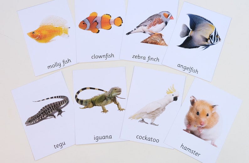 Pets flashcards • Montessori Flashcards • Vocabulary • Nomenclature ...