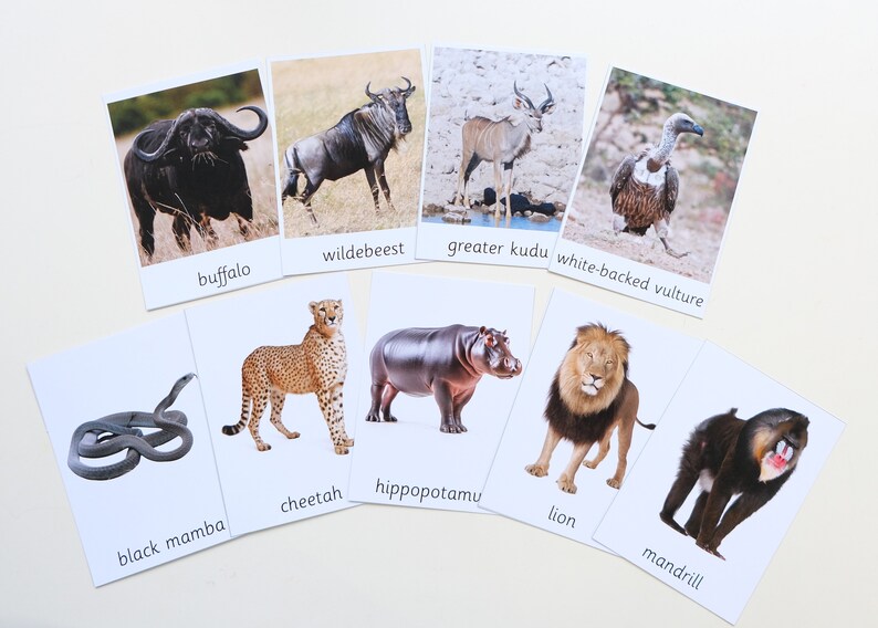 Safari/african Wildlife Animal Flashcards • Montessori Flashcards ...