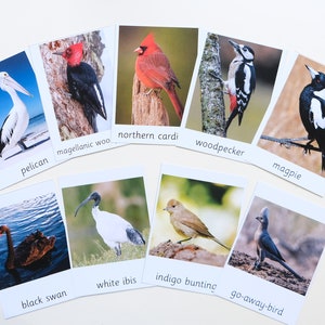 Bird Flashcards • Montessori Flashcards • Vocabulary • Nomenclature ...