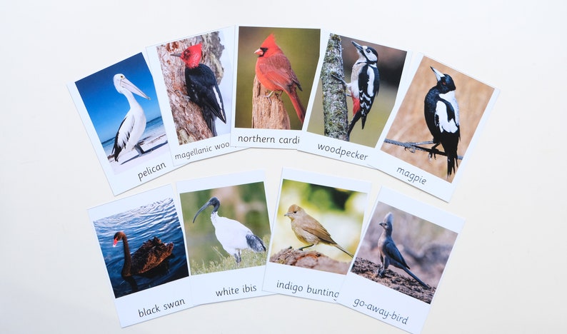 Bird Flashcards • Montessori Flashcards • Vocabulary • Nomenclature ...