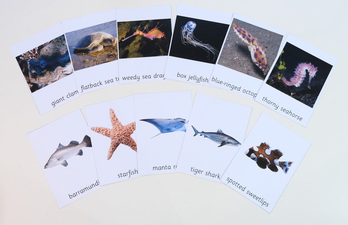 Marine Animal Flashcards • Montessori Flashcards • Vocabulary ...