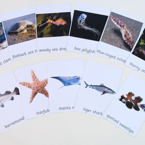 Marine Animal Flashcards • Montessori Flashcards • Vocabulary ...