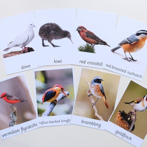 Bird Flashcards • Montessori Flashcards • Vocabulary • Nomenclature ...