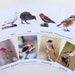 Bird Flashcards • Montessori Flashcards • Vocabulary • Nomenclature ...