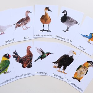 Bird Flashcards • Montessori Flashcards • Vocabulary • Nomenclature ...