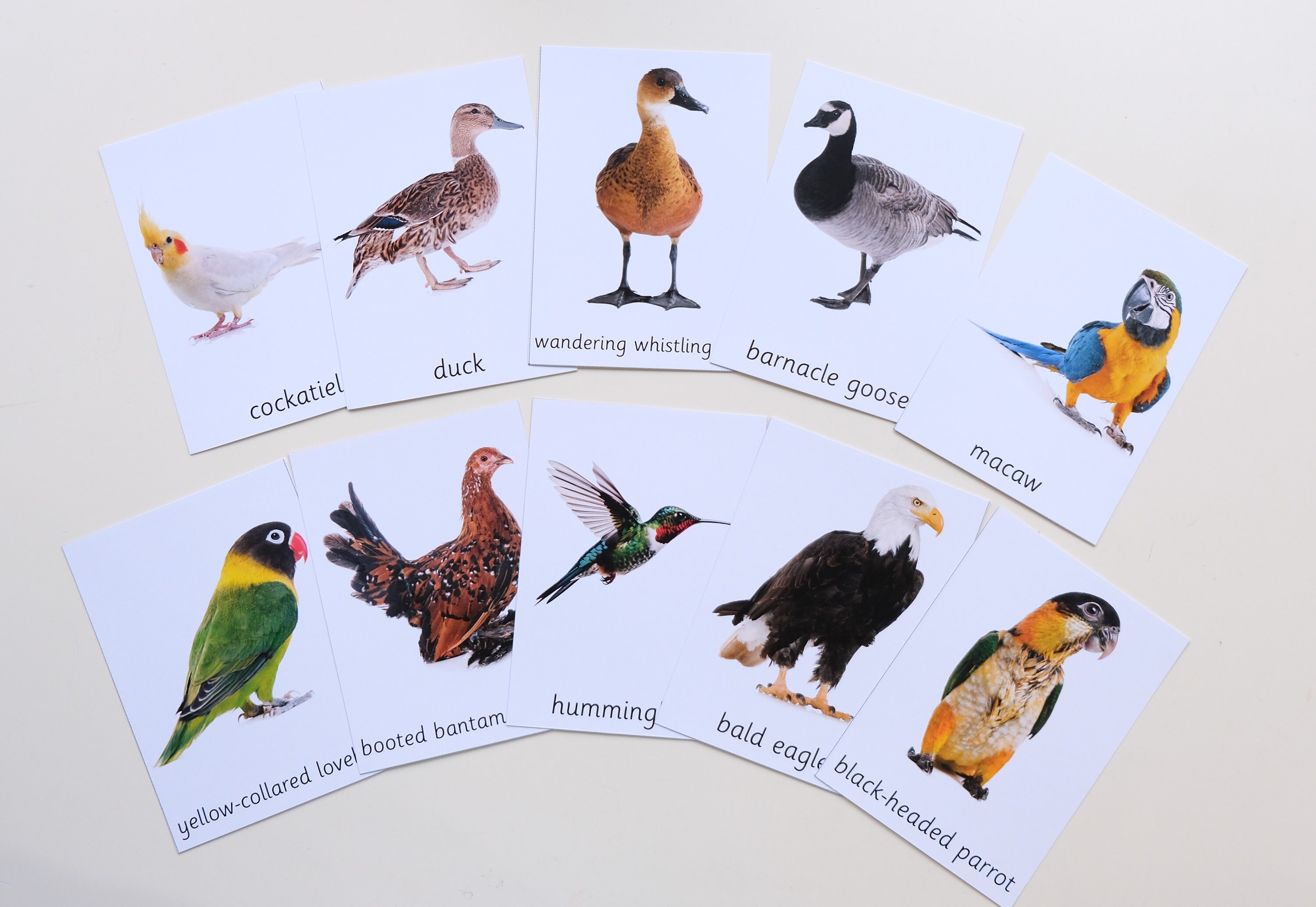 Bird Flashcards • Montessori Flashcards • Vocabulary • Nomenclature ...