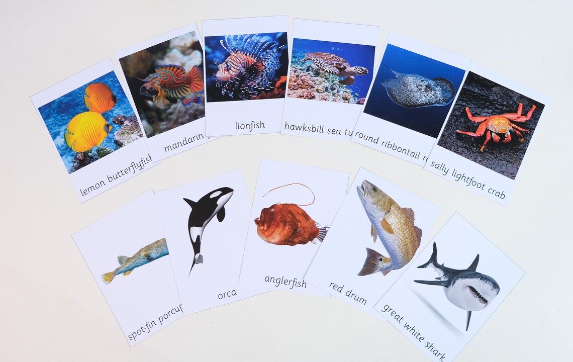 Marine Animal Flashcards • Montessori Flashcards • Vocabulary ...