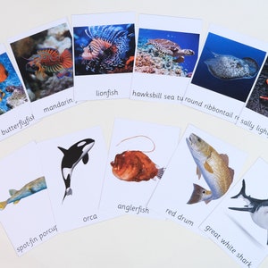 Marine Animal Flashcards • Montessori Flashcards • Vocabulary ...