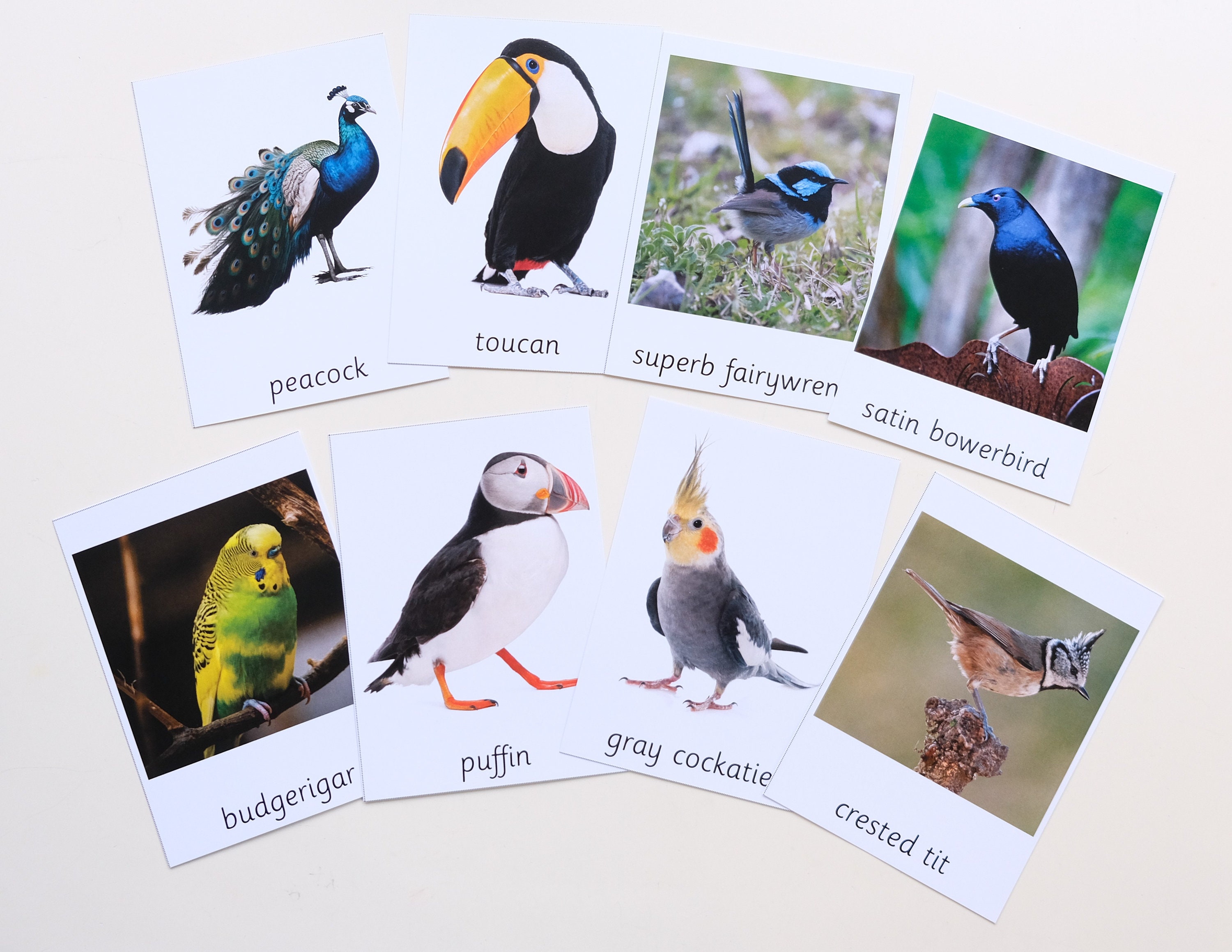 Bird Flashcards • Montessori Flashcards • Vocabulary • Nomenclature ...