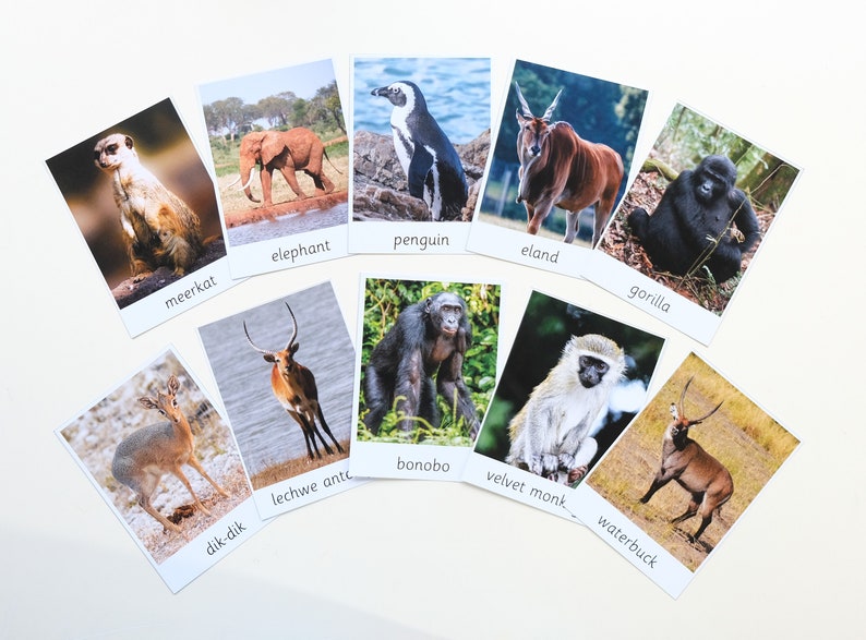 Safari/african Wildlife Animal Flashcards • Montessori Flashcards ...