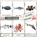 Marine Animal Flashcards • Montessori Flashcards • Vocabulary ...