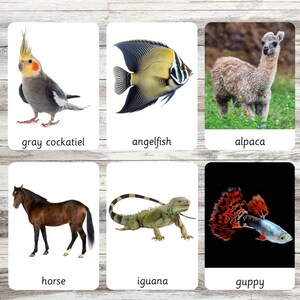 Pets flashcards • Montessori Flashcards • Vocabulary • Nomenclature ...