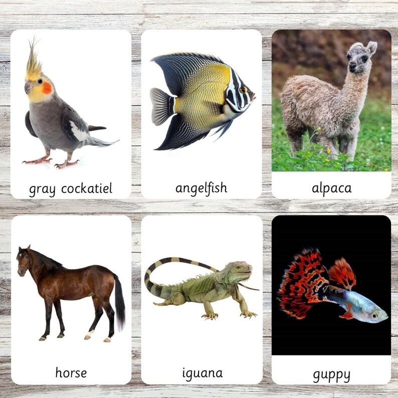 Pets flashcards • Montessori Flashcards • Vocabulary • Nomenclature ...