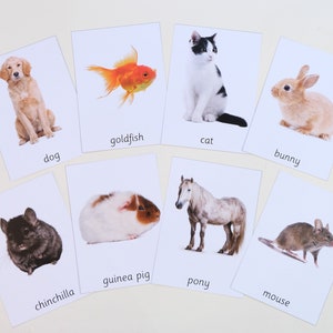 Pets flashcards • Montessori Flashcards • Vocabulary • Nomenclature ...